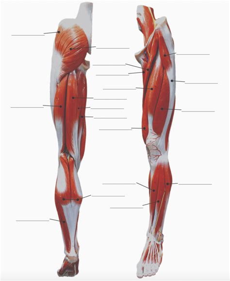 Leg Diagram Quizlet