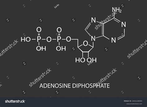 Adenosine Diphosphate Molecular Skeletal Chemical Formula Stock Vector Royalty Free 2431128303