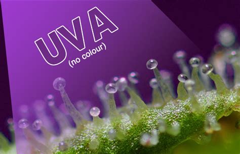 What Will Change If Plants Expose To Moderate UVA Atop Lighting