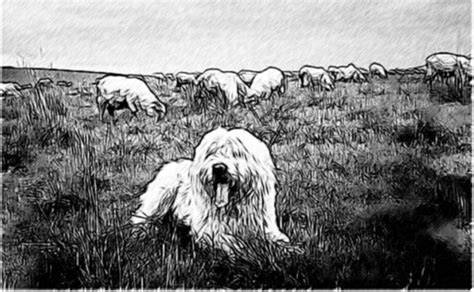 Круглогодичное пастбищное содержание Овцеводство