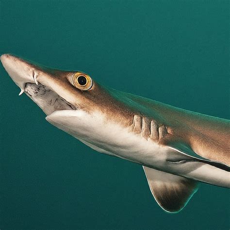 32 Most Weird Looking Shark Species Shark Truth