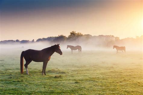 Advanced Diagnostics And Imaging Rocky Branch Veterinary Services