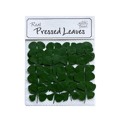 Four Leaf Clover Natures Pressed