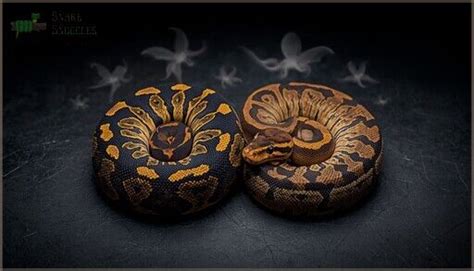 Ball Python Genetics Visual Vs Het Traits Explained Simply