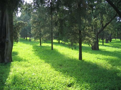 Poetry Prompt Wasps As Metaphor Tweetspeak Poetry