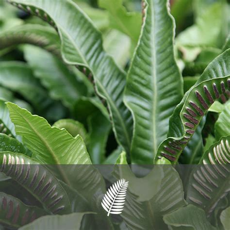 Asplenium Scolopendrium “angustifolia” Alchemy Ferns York