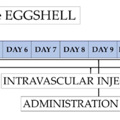 Timeline Of Experimentation With The Cam Assay In Ovo Method