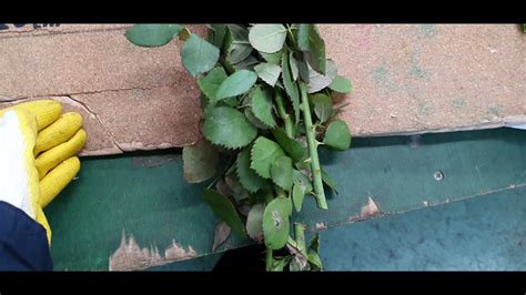 로바 생화 인터넷꽃도매시장 생화택배 생화도매 인터넷꽃시장 인터넷꽃도매 장미대량구매 꽃 꽃다발 꽃도매 꽃시장 부산꽃시장 김해꽃시장 꽃쇼핑몰 김해꽃 부산꽃 꽃싸게사는법