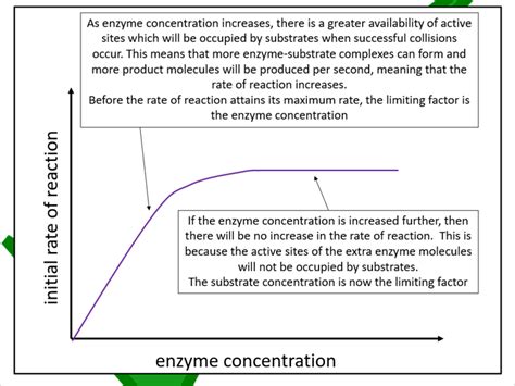Substrate And Enzyme Concentration And Enzyme Activity Edexcel A Level