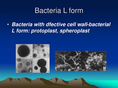 L Forms Of Bacteria