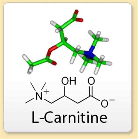 L-Carnitin Wirkung im Test Was beweisen wissenschaftliche Studien?