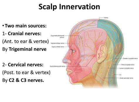Scalp Block Technique Indications And Clinical Use The Anesthesia