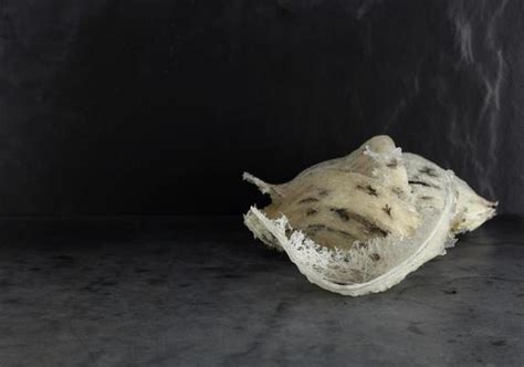 Edible Bird Nest Stock Photos Images And Backgrounds For Free Download