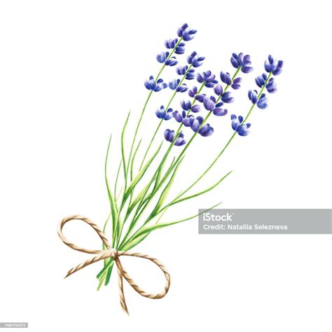 흰색 배경에 격리된 수채화 흰색 데이지 꽃 그림 카모마일 미용 제품 및 식물학 세트 미용 및 의학의 세부 사항 디자이너 스파 장식 엽서 포장지 스크랩북 커버 초대장 포스터