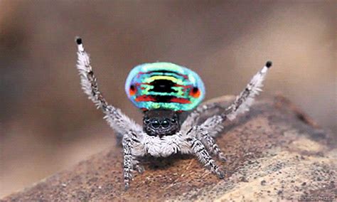 Peacock Spider Dance