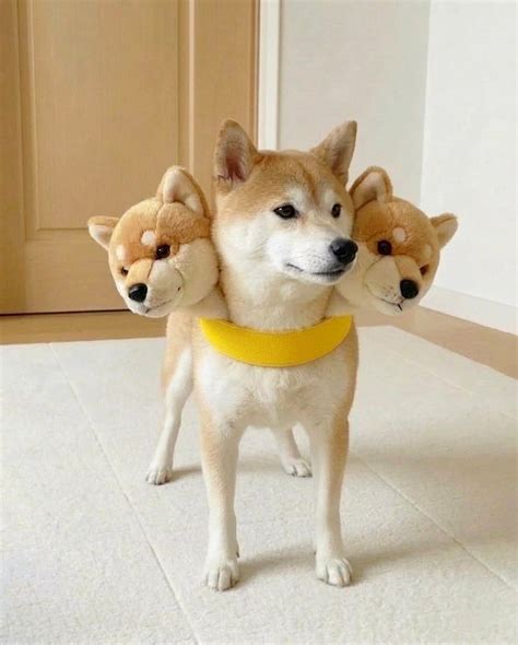 うちのケルベロスが需要ありすぎてたまげた
