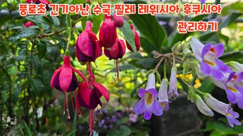 풍로초 긴기아난 수국 찔레 레위시아 후쿠시아 6월 관리하기 Youtube