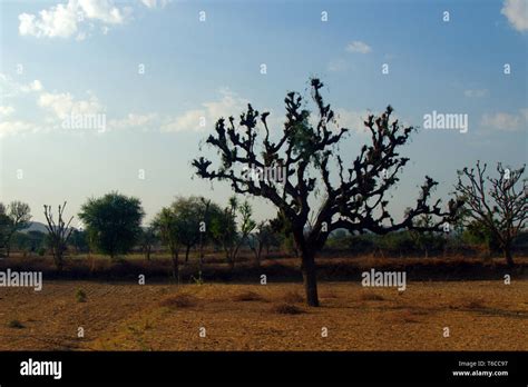 Indian Cattle Breeding Trees Trimming Trees Have An Unusual Clumsy Shape As A Result Of