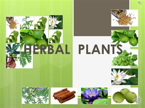 Medicinal Plants And Their Importance Pptx