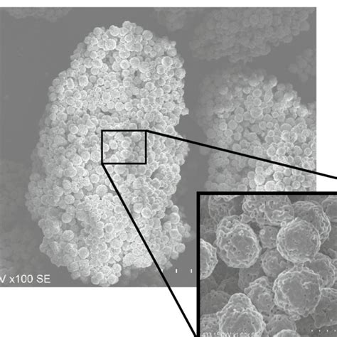 Sem Micrograph Of Hpmm β Tcp Hpmm β Tcp Is A Granular Bone Substitute Download Scientific