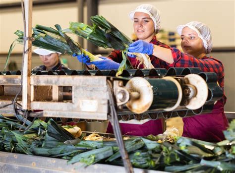 Women Working In Vegetable Processing Factory Controlling Process Of