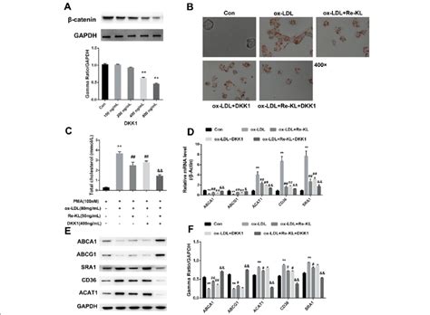 Effect Of Recombinant Klotho On Wntβ Catenin Signaling Pathway A