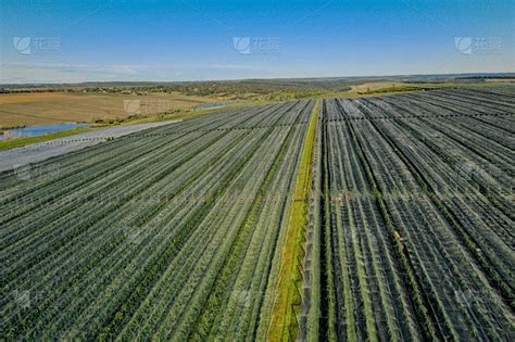 苹果园鸟瞰图。大苹果种植园