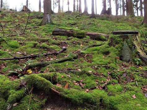 Lumut Lantai Hutan Kayu Mati Foto Gratis Di Pixabay Pixabay