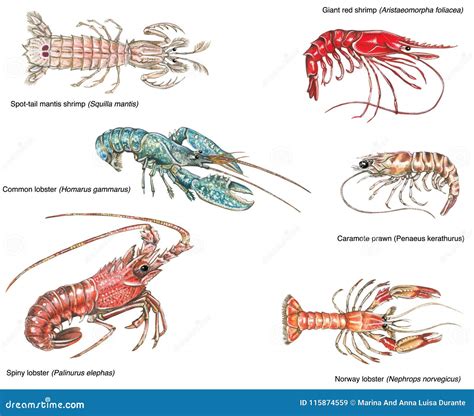 Wissenschaftliche Illustration Von Verschiedenen Krebstieren Vektor