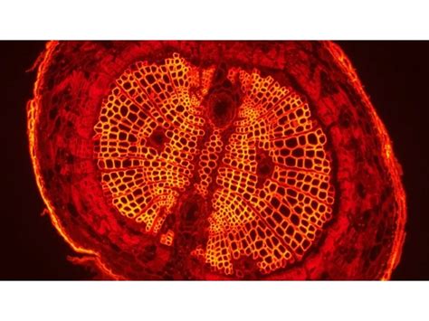 Olympus Ix73 Fluorescence Inverted Microscope