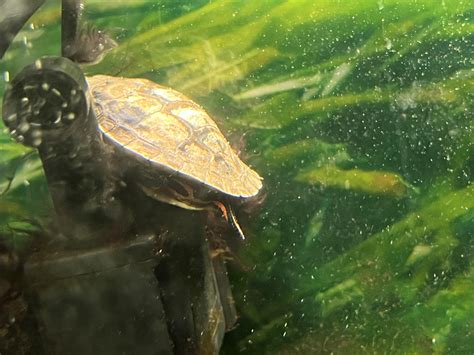 Shell Rot Or Shedding R Turtle