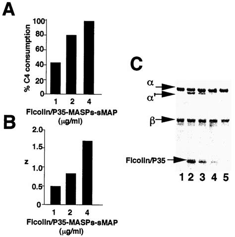 Proteolytic Activation Of Complement Components By Download Scientific Diagram
