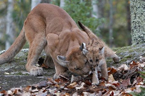 Cougar And Cub By Brian Sartor