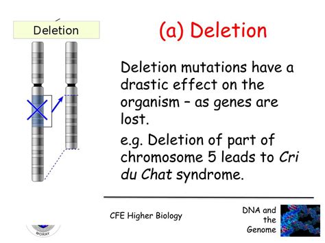 Ppt Key Area 6 Mutations Powerpoint Presentation Free Download Id