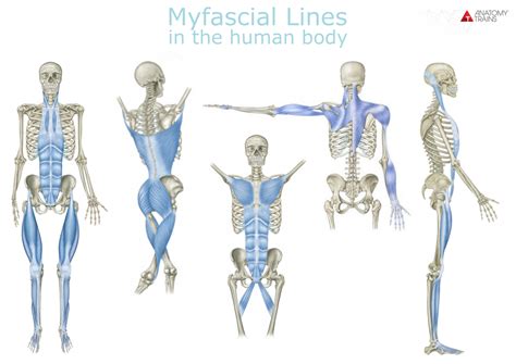 Fascia Treatment