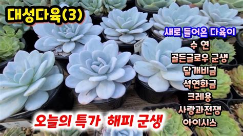 대성다육3 💥해피군생 특가💥수연 크레용 사랑과전쟁 골든글로우 달개비금 석연화금 Youtube