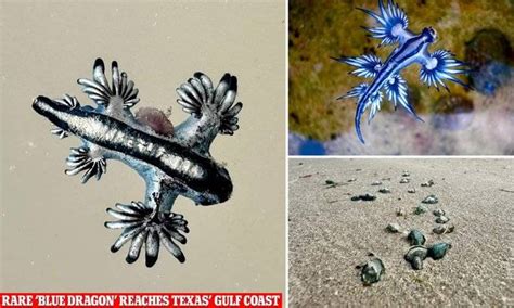 تنين أزرق سام يظهر على شواطئ تكساس إليك التفاصيل