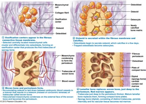 Intramembranous Ossification Type Of Bone Main Steps Flashcards Quizlet