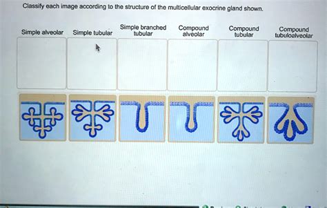 solved classify each image according to the structure of the