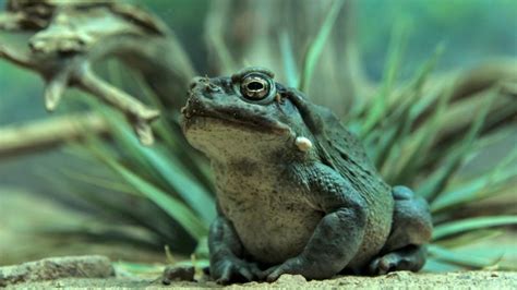 Matthew Hogan Ms On Linkedin Psychedelic Toad Hunters Are Under