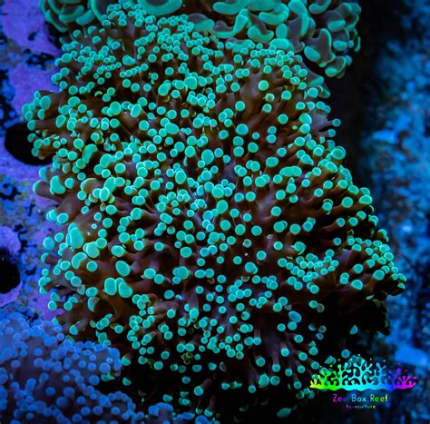 Buy Purple Frogspawn Coral Australia Zeo Box Reef Aquaculture