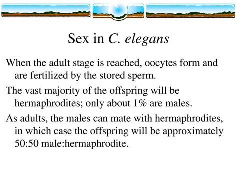 Sex Determination Ppt Download