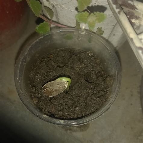 ☀️ Ultimate Guide To Sunflower Ruby Eclipse