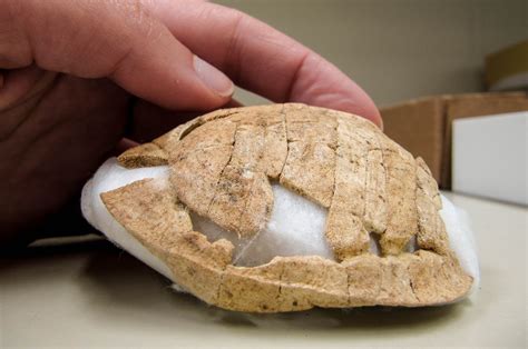 Turtle Shells Help Decode Complex Links Between Modern Fossil Species Research News