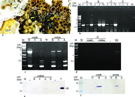 tobrfv contaminates bumblebee hive components a internal bumblebee