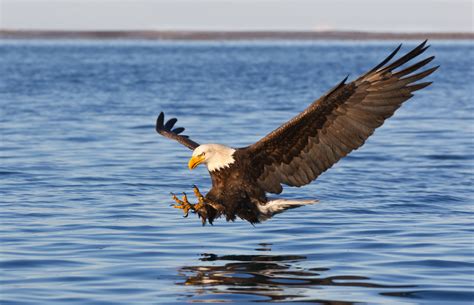 Bald Eagle Chicks Arent Fledging Due To Avian Influenza