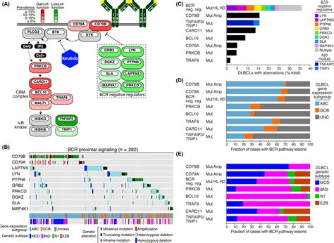 Genetic Alterations Of Bcr Pathway Genes Promote Bcr Signaling In