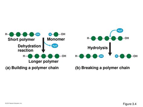 Chapter 3 The Molecules Of Life Ppt Download