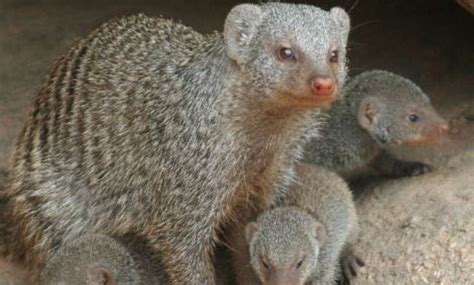 Exploring The Realm Of Extraordinary Facts Mongoose Magic