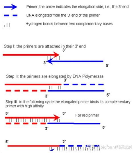 如何设计 Qpcr 的引物 知乎